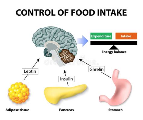 Leptin Stock Vector Image Of Insulin Hormone Health 58722525