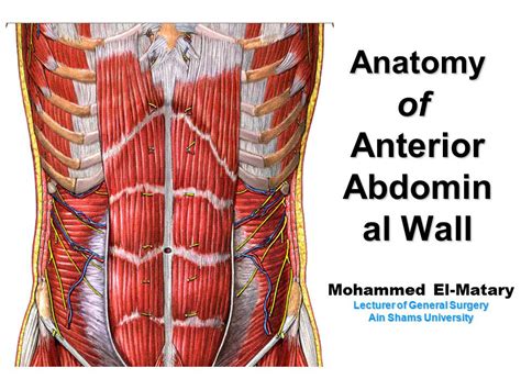 Anatomy Of The Anterior Abdominal Wall
