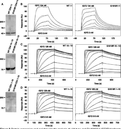Figure 2 From Structure And Function Of The Human Gly1619arg