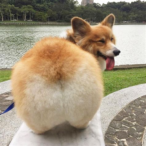 This Is The Internets Greatest Gallery Of Corgi Butts
