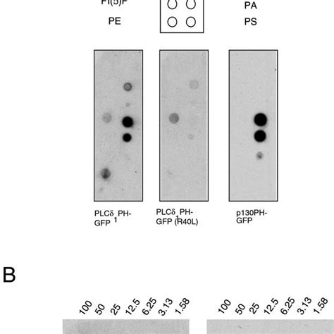 Sequence Homology Between The Ph Domains Of Plc 1 And P130 And Ribbon