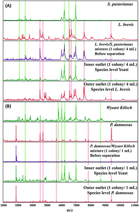 Rapid Separation And Identification Of Beer Spoilage Bacteria By