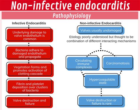 Infective Endocarditis Pathophysiology