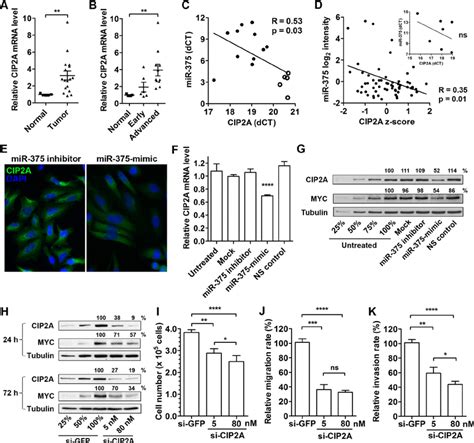 Mir 375 Regulates Cip2a And Myc Expression A Oral Tumors Had