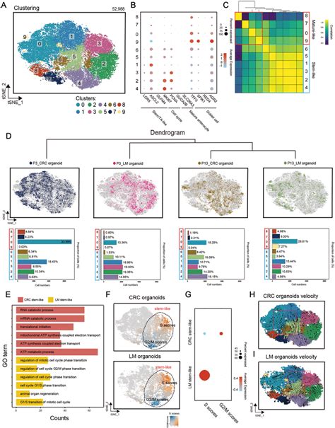 Single Cell Rna Sequencing Profiling In Crlm Organoids A T‐sne