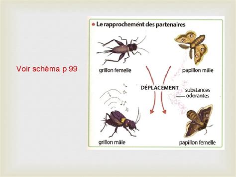 Partie 1 Reproduction Sexue Et Maintien Des Espces