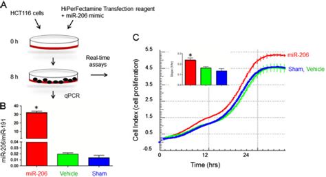 Cell Proliferation Is Increased By Mir 206 A Experimental Protocol