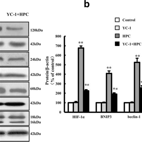 Effect Of The Hif 1α Inhibitor Yc 1 On Hpc Induced Hif 1α Bnip3