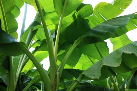 10 Penyakit Bablas Dengan Menggunakan Daun Pisang Malay News