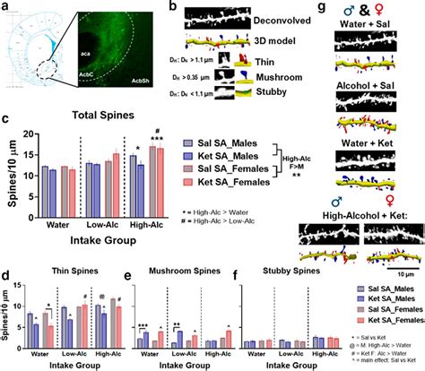 Sex And Individual Differences In Alcohol Intake Are Associated With