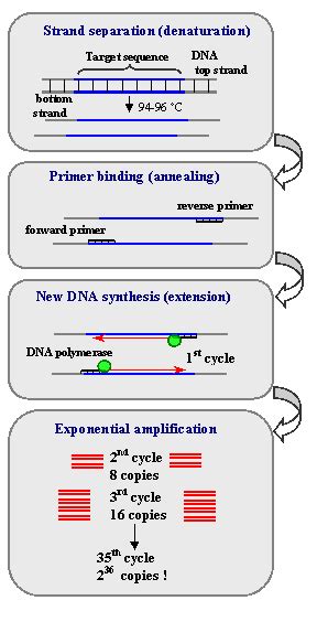 Polymerase Chain Reaction Pcr