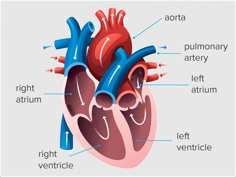 End Diastolic Volume What Is It And How Do Doctors Use It