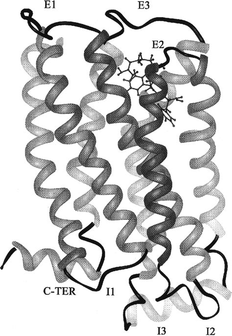 Predicted Docking Of The Rff Triplet Peptide 3d Structure To The