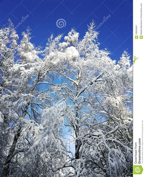 Winter Landscape With Trees Covered With White Fluffy Snow On Bl Stock