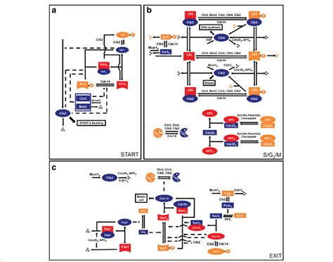 Wiring Diagram Of The Budding Yeast Cell Cycle Network From [40] The