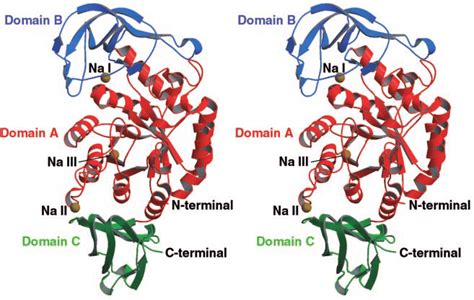 Stereo View Of The Ribbon Model Of The Overall Structure Of Amyk38