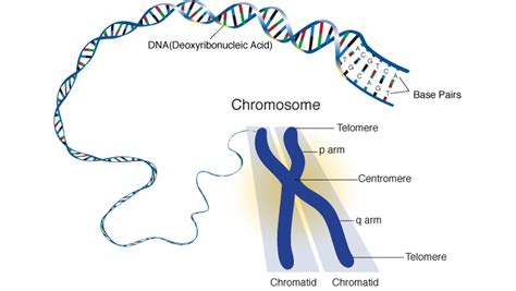 Chromosomes Structure And Functions Overall Science