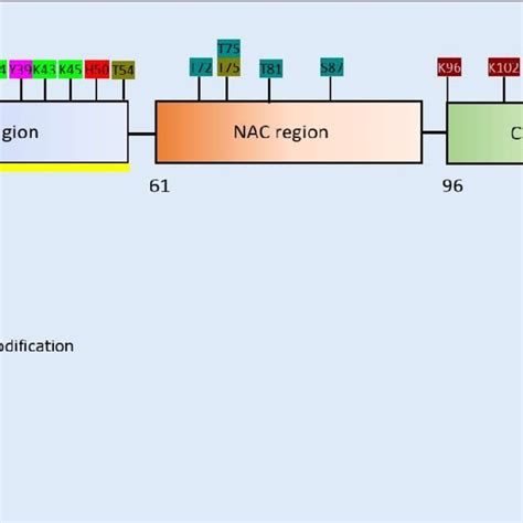 Schematic Representation Of α Synuclein Illustrating Ptms And