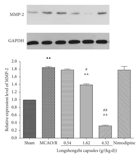 Effects Of Lsz On Relative Expression Levels Of Hif 1α Mmp 2 Mmp 9