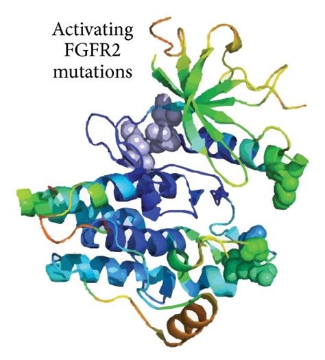 Functional Dynamics And Structural Map Of The Fgfr2 And Fgfr3 Cancer