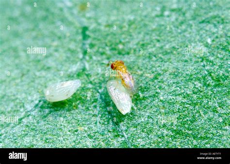 Tiny Trichogramma Parasitic Wasp Laying Egg Into An Egg Of A Moth Stock