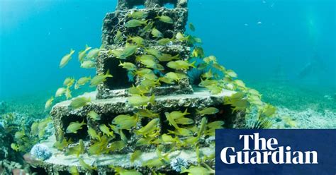 from concrete to coral breeze blocks make a splash regenerating reefs
