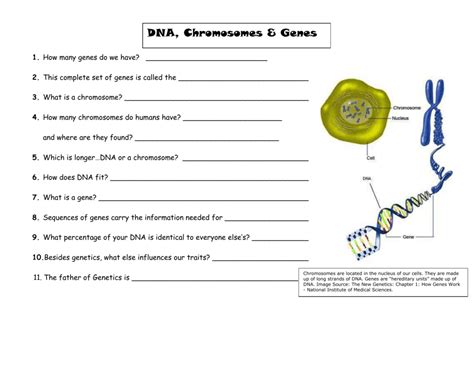 Dna Chromosomes And Genes Notes For Powerpoint Visual — Db