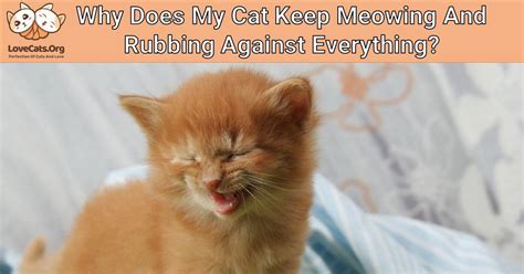 Why Does My Cat Keep Meowing And Rubbing Against Everything The