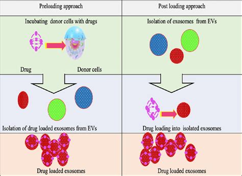 Exosomal Drug Loading Approaches Drug Loaded Exosomes Can Be Secreted