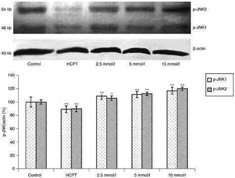 Effect Of Cytisine On The Expression Level Of P Jnk Protein In Hepg2