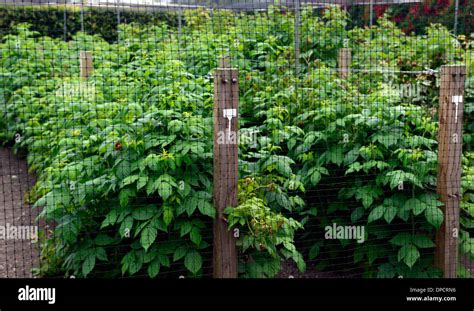 Protecting Raspberry Bushes From Birds Raspberry
