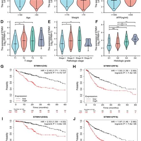 Stmn1 Expression And Clinicopathological Parameters And Prognosis In