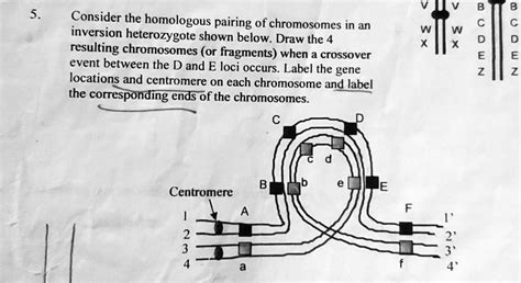 Solved Consider The Homologous Pairing Of Chromosomes In An Inversion