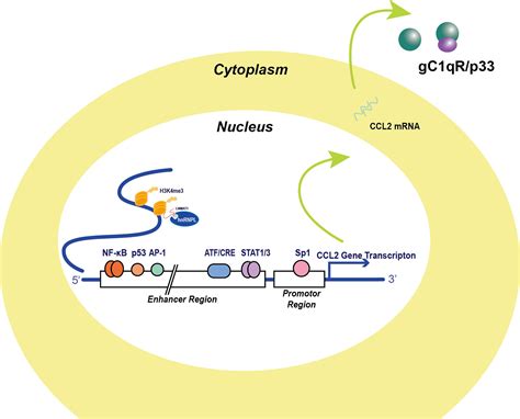 Frontiers Ccl2 An Important Mediator Between Tumor Cells And Host