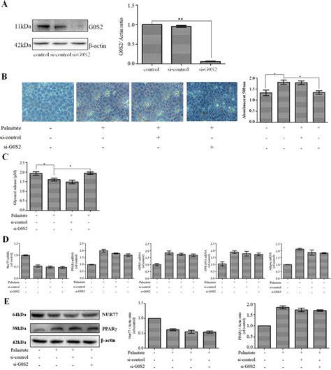 G0s2 Knockdown Attenuated Lipid Accumulation And Augmented Lipolysis In