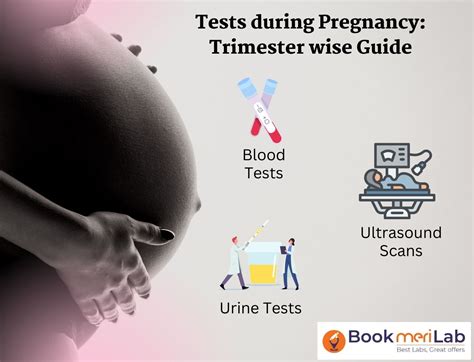 Tests During Pregnancy Trimester Wise Complete Guide [2024]
