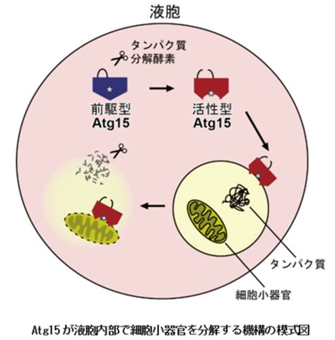 細胞小器官の膜を溶解する酵素の活性化機構を解明 写真1枚 国際ニュース：afpbb News