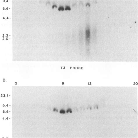Cscl Density Gradient Analysis Of Cytoplasm From Exponential Phase L