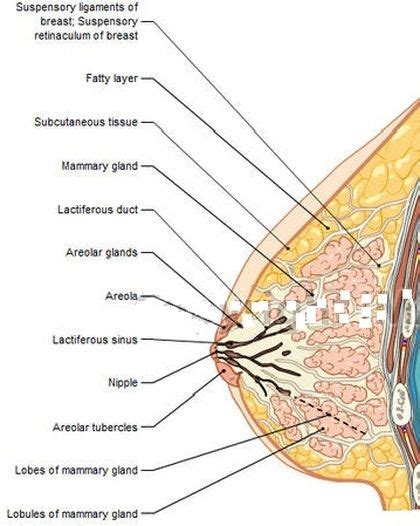 Areolar Gland Definition Location Function And Pictures