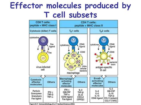 Ppt T Cell Mediated Immunity Chapter 8 Powerpoint Presentation Free