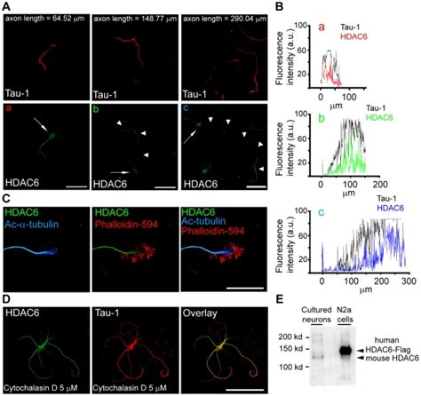 A Axonal Localization Of Hdac6 Green During Axon Elongation Where