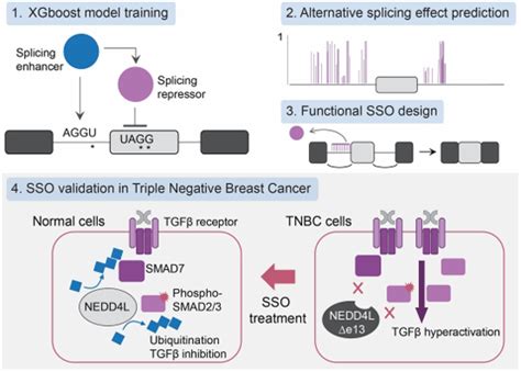 Development And Validation Of Ai Ml Derived Splice Switching