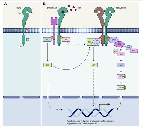 Her3 And Its Signaling Pathway A In Its Monomeric Inactivated Form