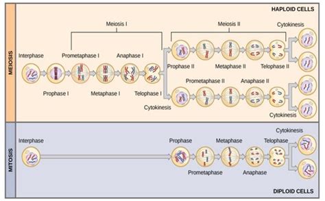 Biol 111 Ch 11 Meiosis And Reproduction Flashcards Quizlet
