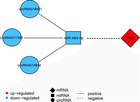 Construction Of The Mrna Mirna Circrna Interaction Network An