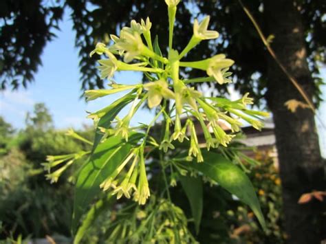 夜来香（イエライシャン） 我が家の庭の花