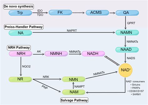 Nad⁺ Biosynthetic Pathways In Mammalian Cells Trp L Tryptophan Ido