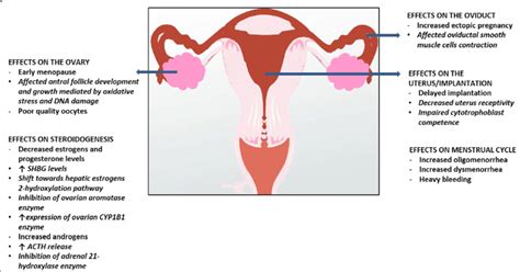 Graphical Summary Of The Main Effects Of Smoking On The Reproductive