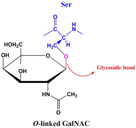 7 Post Translational Modification And Collagen Biosynthesis