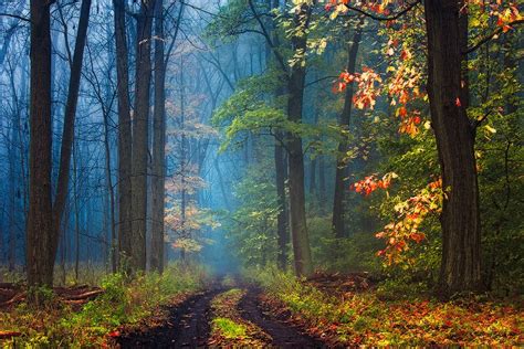 Road Mist Forest Leaves Grass Trees Fall Nature Landscape